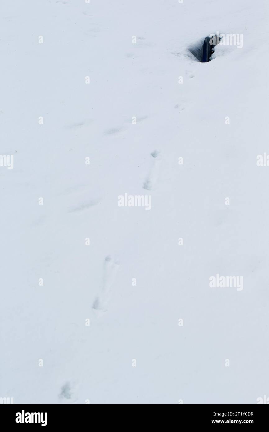 Winter snow tracks of the stoat (Mustela erminea Stock Photo - Alamy