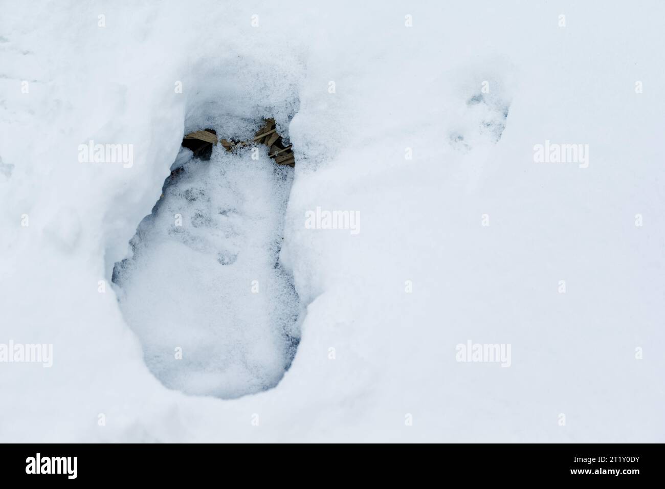 Winter snow tracks of the stoat (Mustela erminea Stock Photo - Alamy