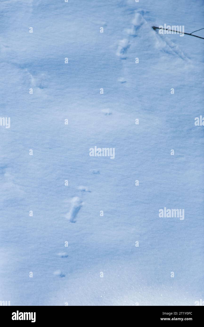 Weasel tracks hi-res stock photography and images - Alamy