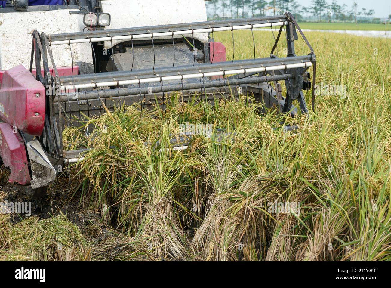 Automatic rice harvester machine is being used to harvest the fields ...