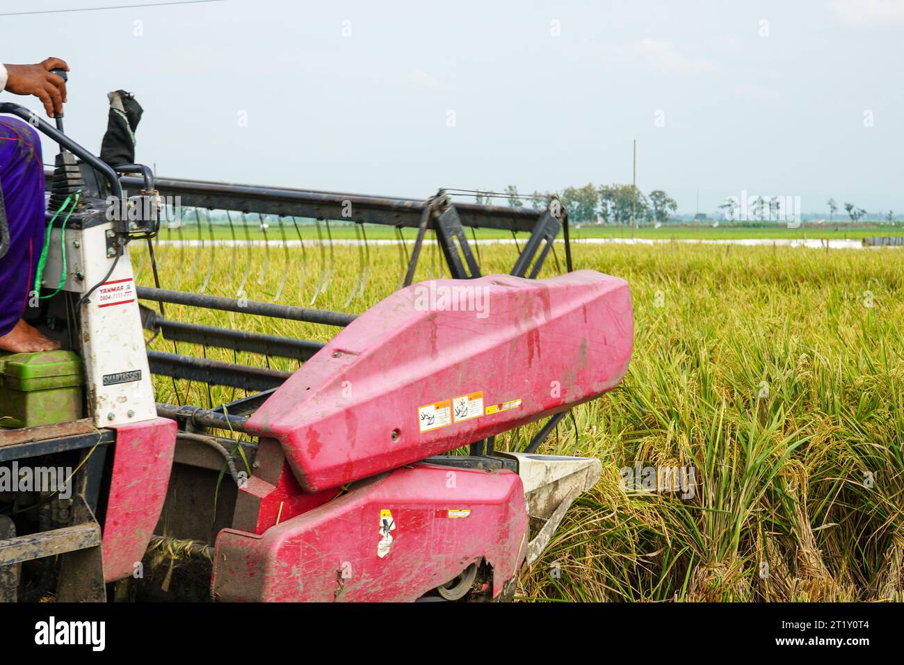 Automatic rice harvester machine is being used to harvest the fields ...