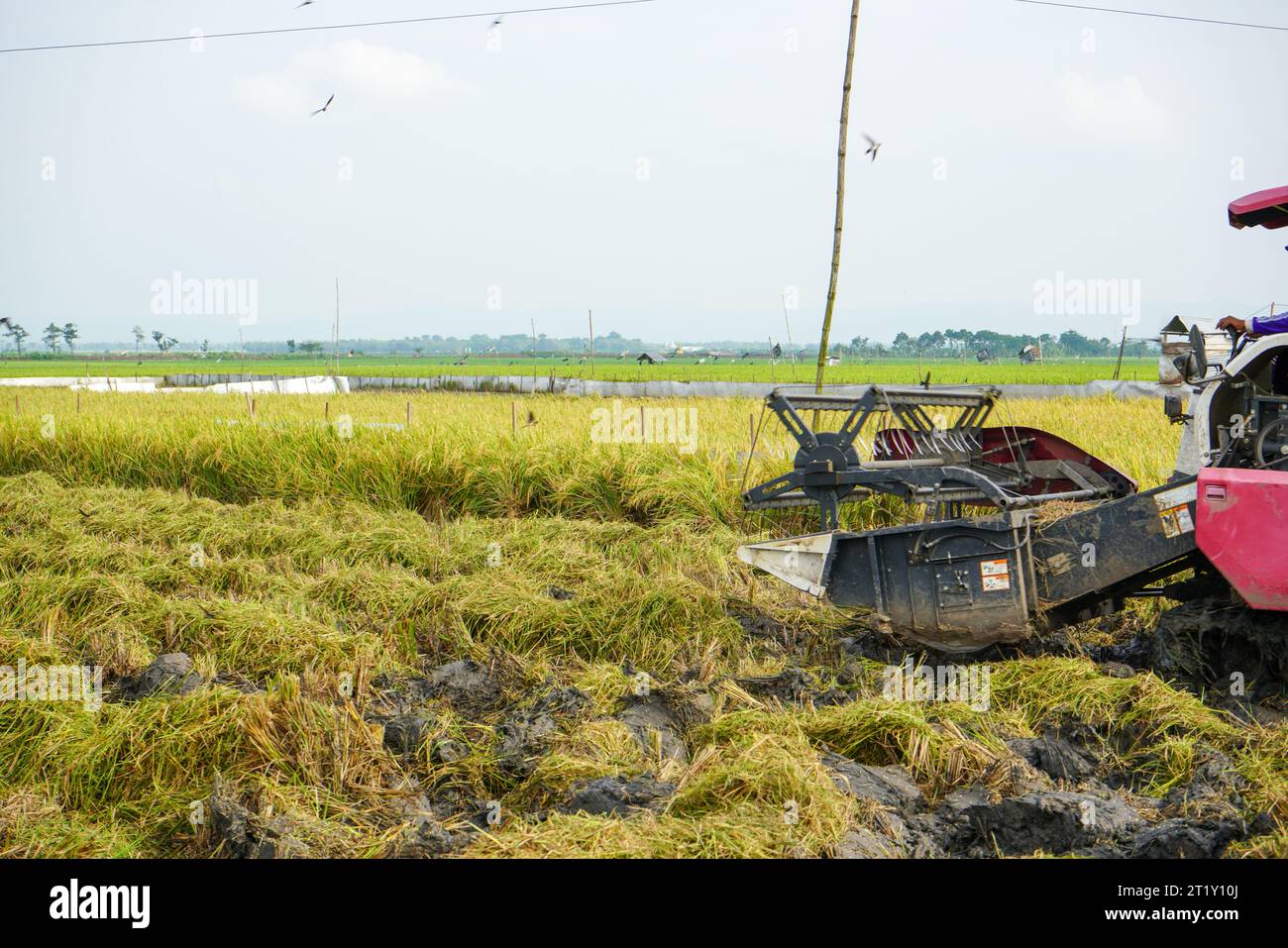 Automatic rice harvester machine is being used to harvest the fields ... Automatic rice harvester machine is being used to harvest the fields ...