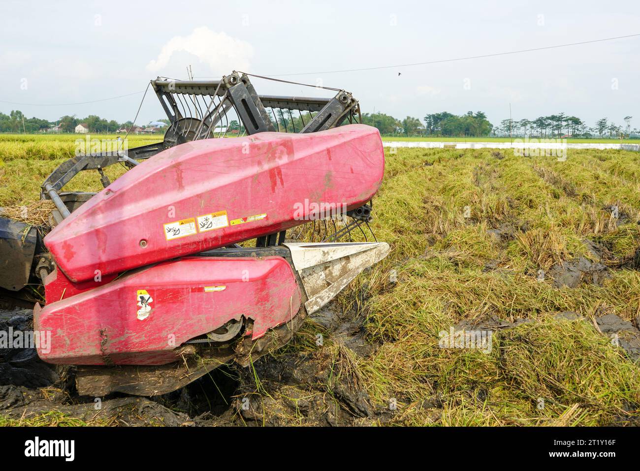Automatic rice harvester machine is being used to harvest the fields ...