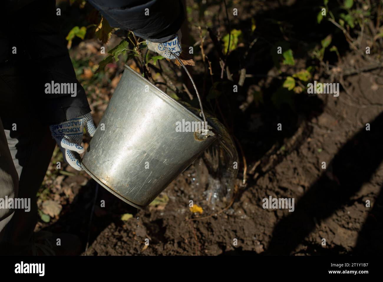 Bucket in the garden. Watering plants. Work in the village. Steel ...