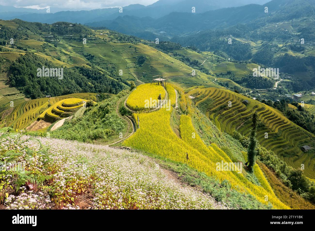 Overlooking the amazing rice terraces of Mu Cang Chai, Yen Bai, Vietnam ...