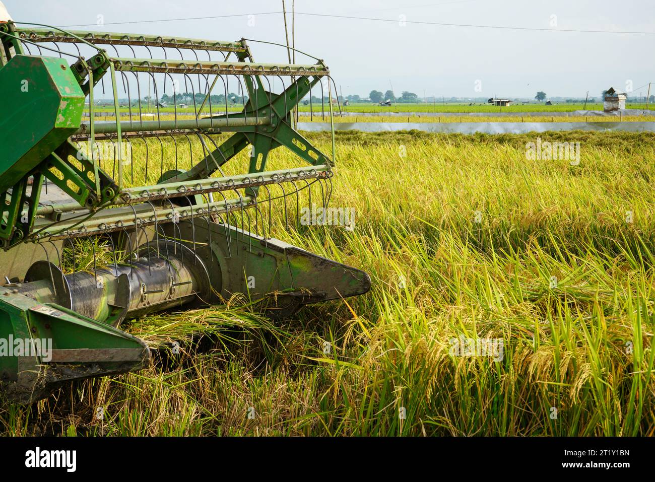 Automatic rice harvester machine is being used to harvest the fields ...