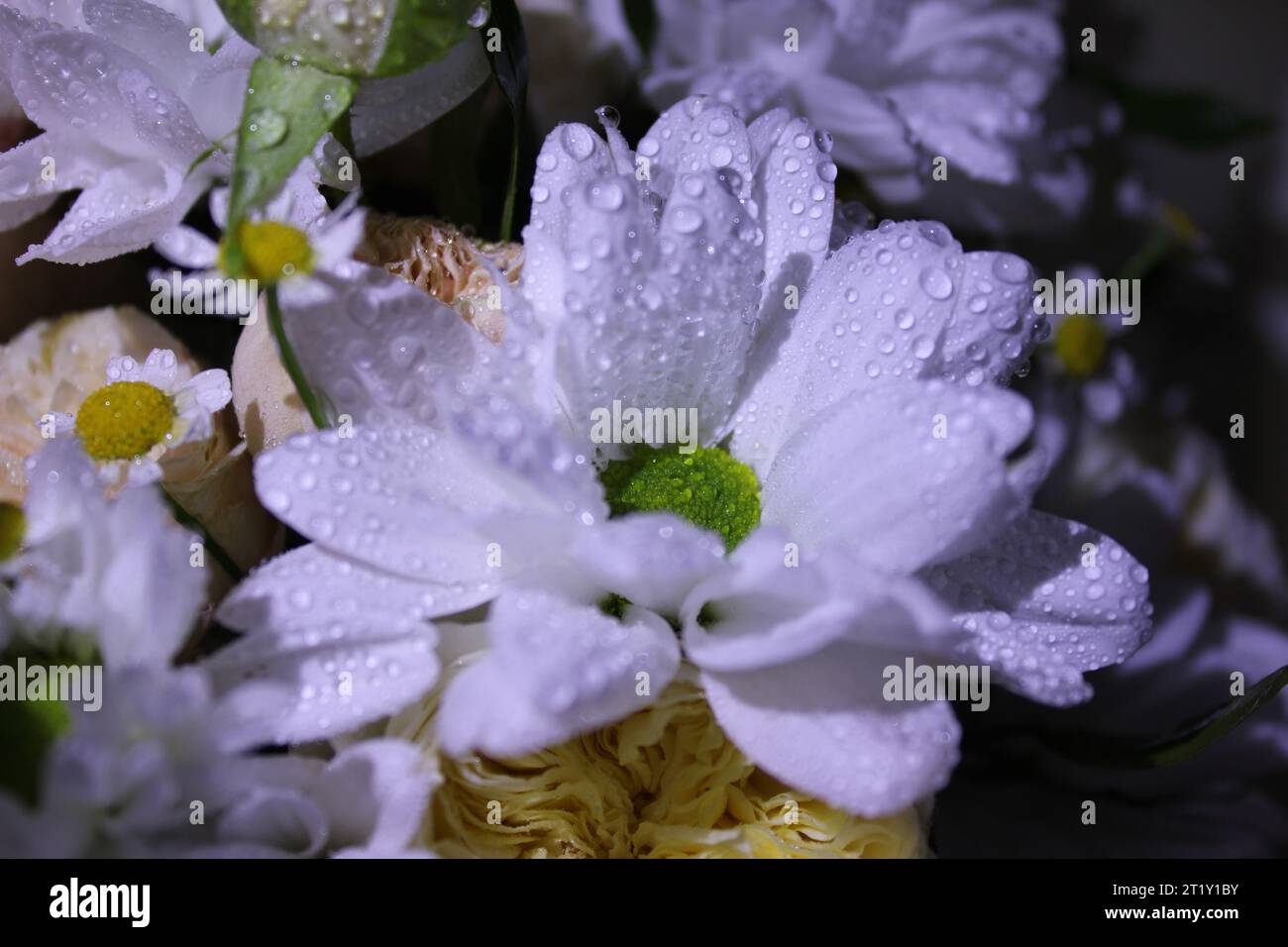 Blooming rose with a white-golden fluffy bud in full bloom. Bright ...