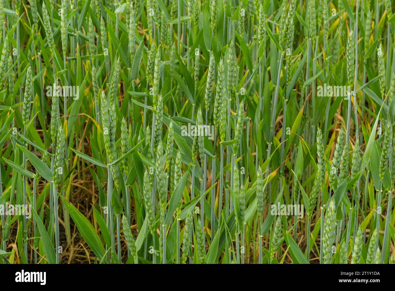 Early summer wheat crop blowing in the breeze .Traditional green wheat ...