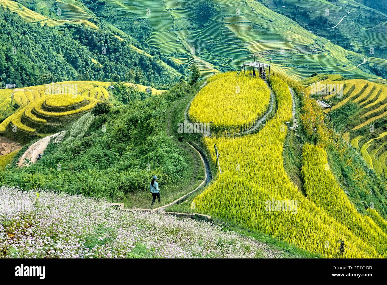Overlooking the amazing rice terraces of Mu Cang Chai, Yen Bai, Vietnam ...
