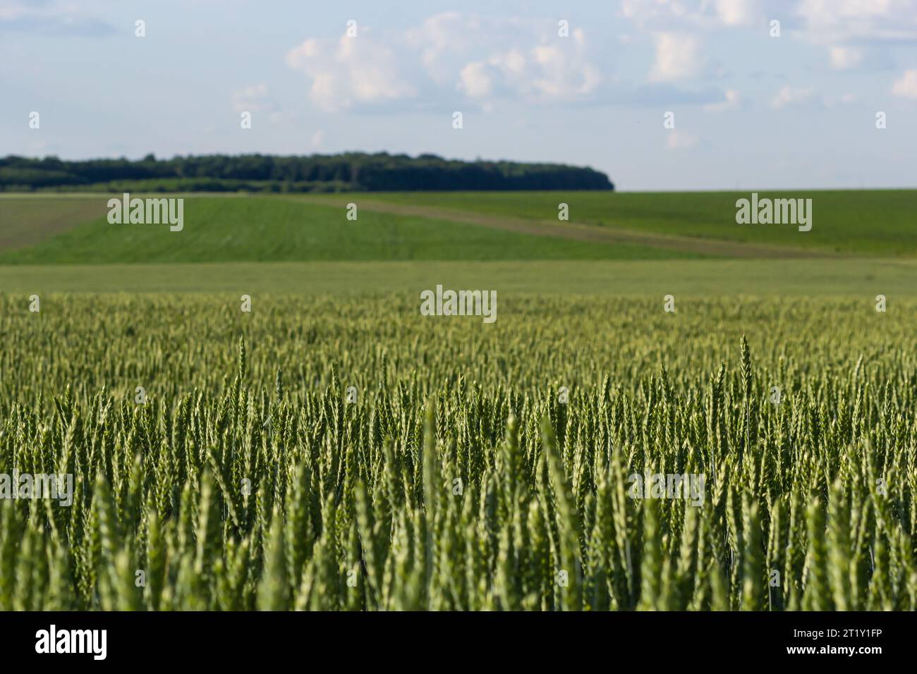 Wheat Crops
