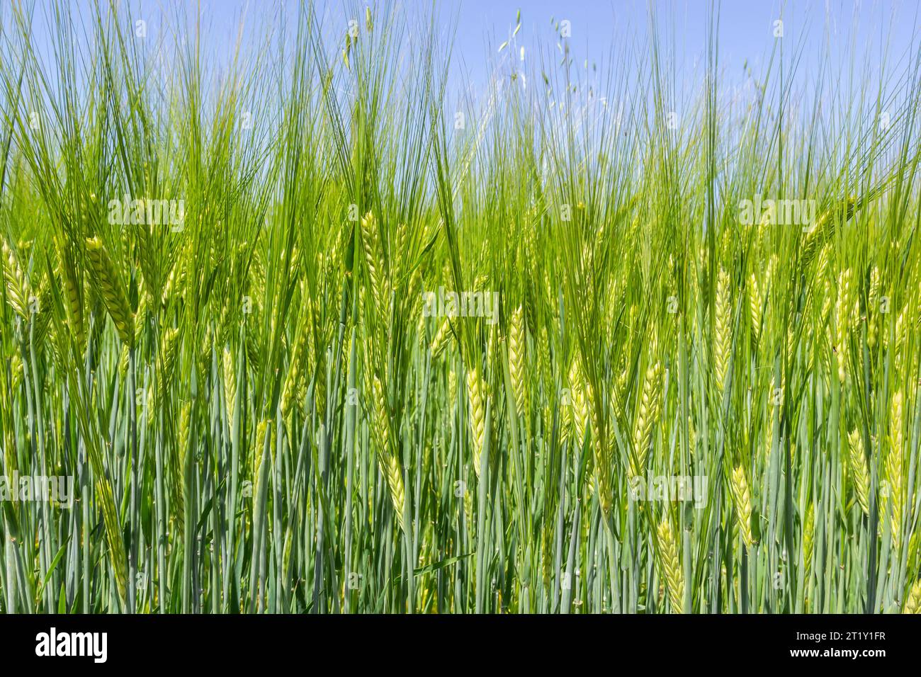 agricultural field where green rye grows, agriculture for obtaining ...