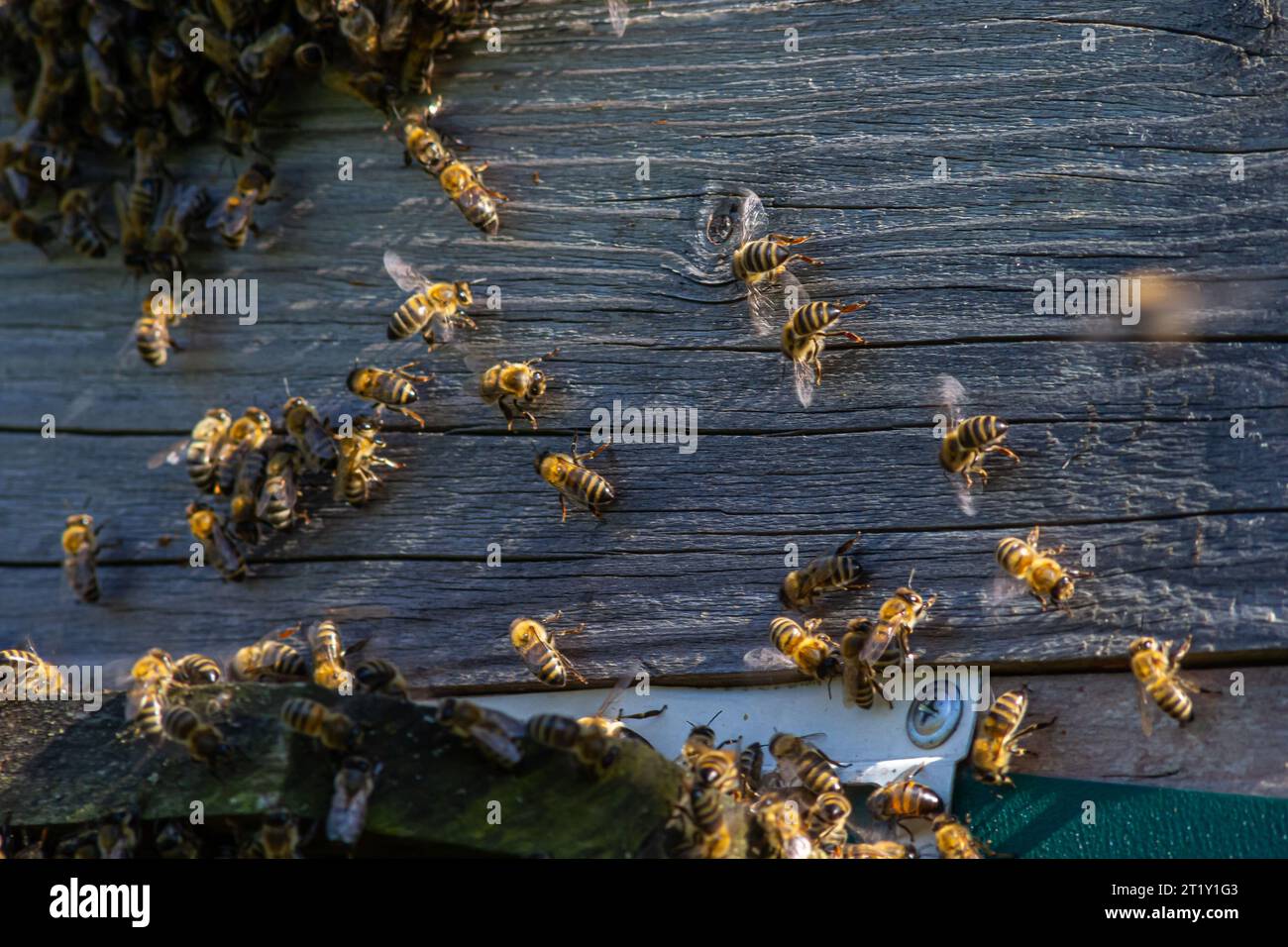A lot of bees returning to bee hive and entering beehive with collected ...