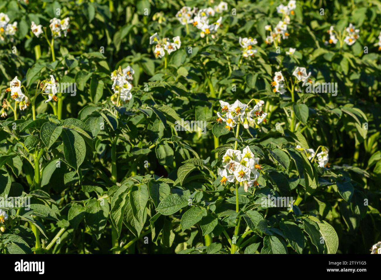 White potato plant flower hi-res stock photography and images - Alamy
