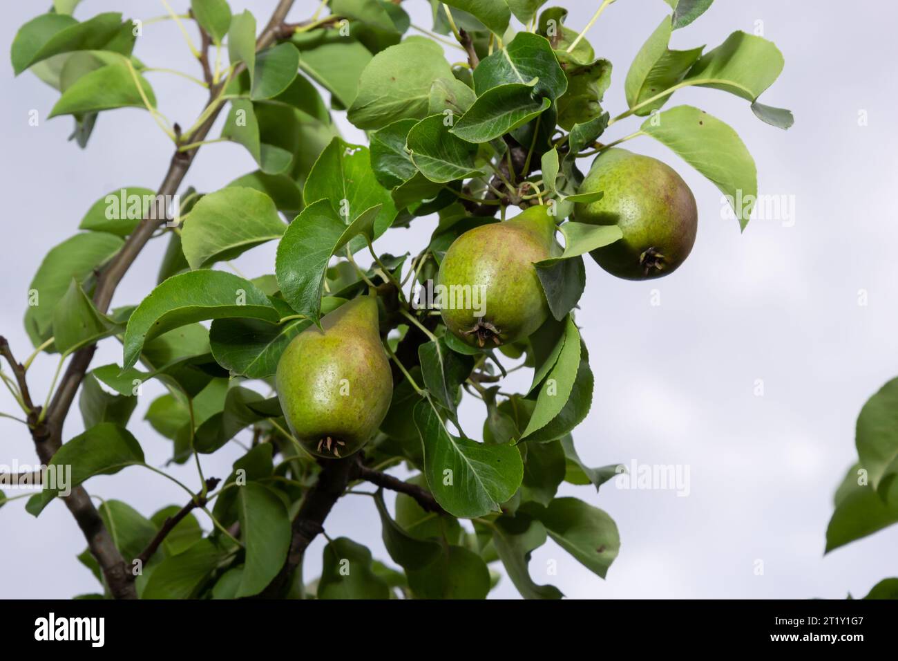 Pear tree. Pear green garden with fruit. Natural environment, outdoors ...
