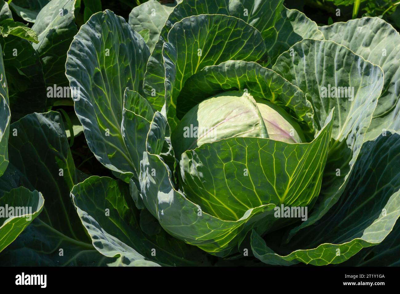 young cabbage grows in the farmer field, growing cabbage in the open ...