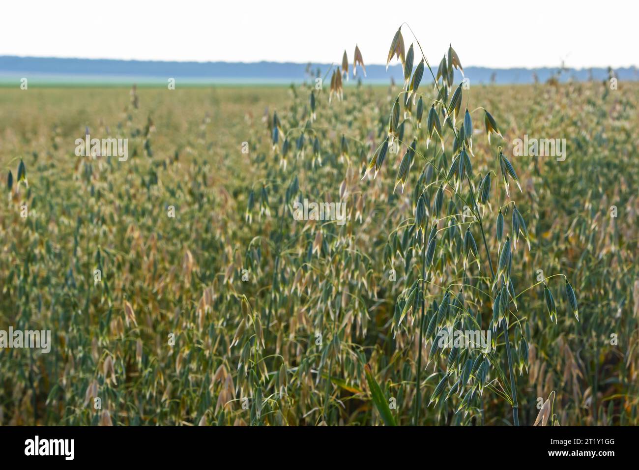 Field of young green Oats. Plantation of oats in the field - crop ...