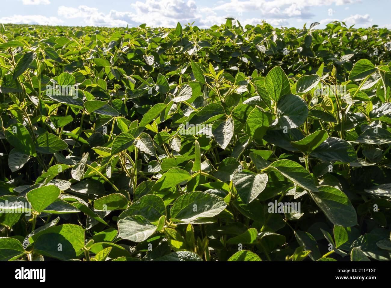 Soybean pods on soybean plantation, on blue sky background, close up ...