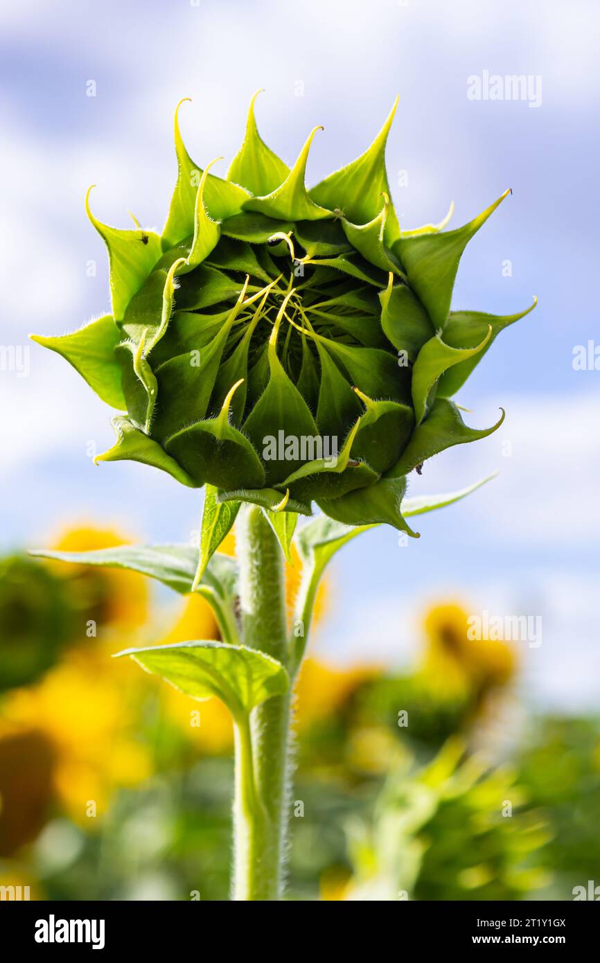 Close up young sunflower the flower is not fully grown in the field and ...