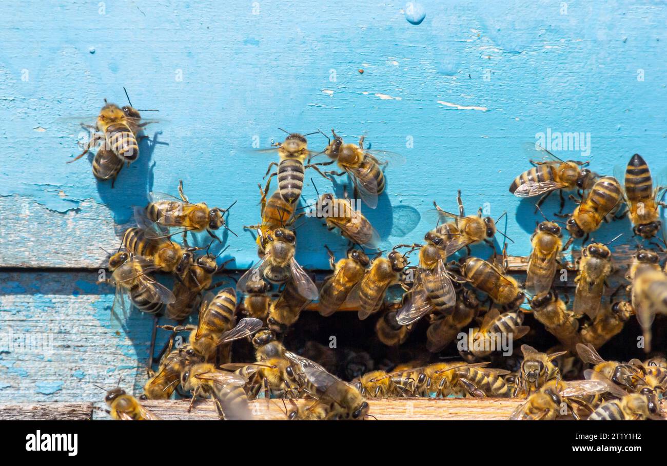 Old beehive frames hi-res stock photography and images - Alamy