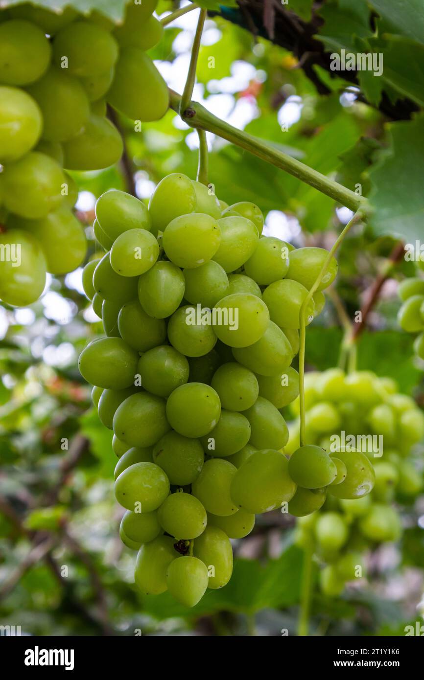Ripe grapes grow on bushes. Bunch of grapes before harvest Stock Photo ...