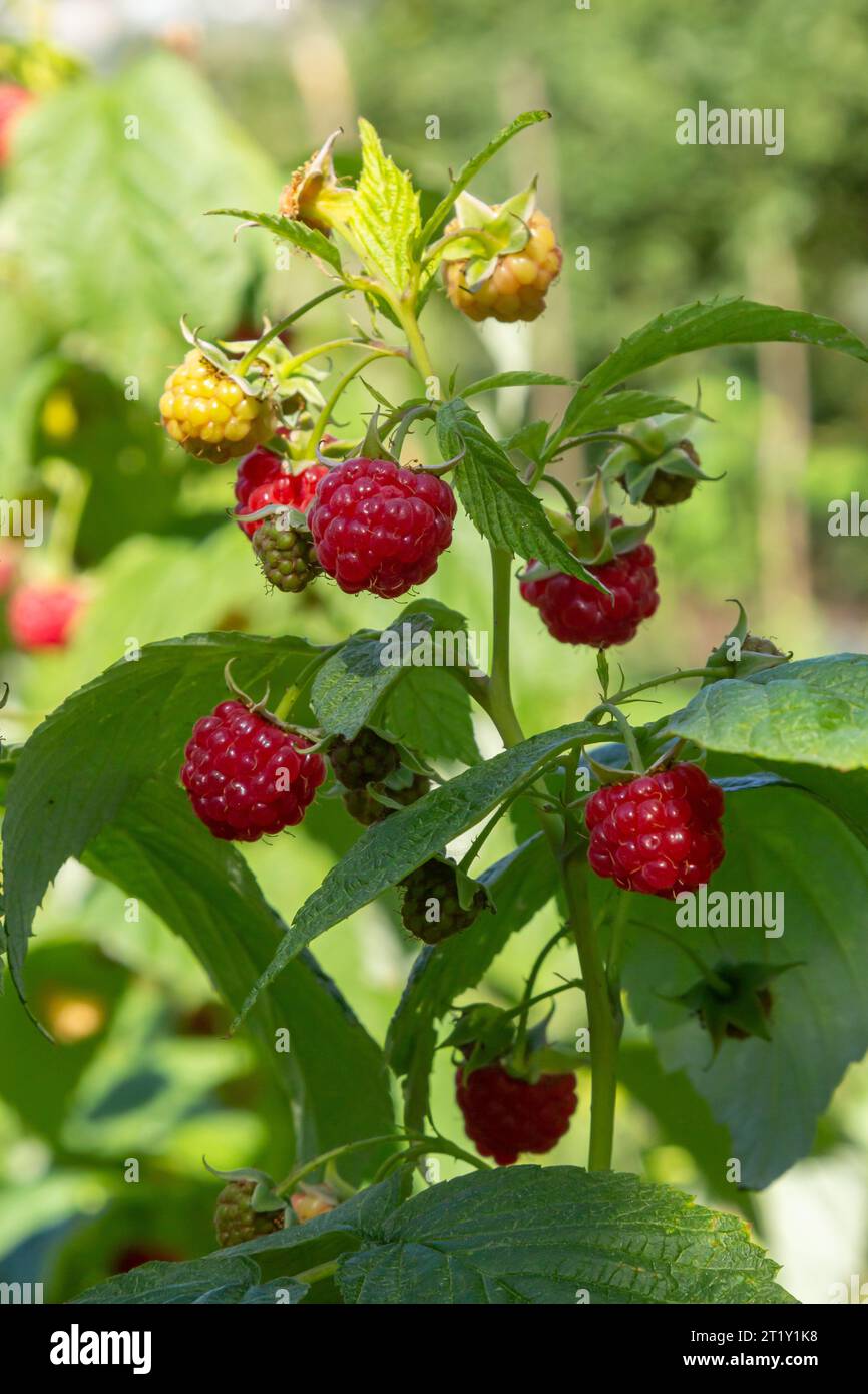 Panorama juicy raspberries on bush hi-res stock photography and images ...
