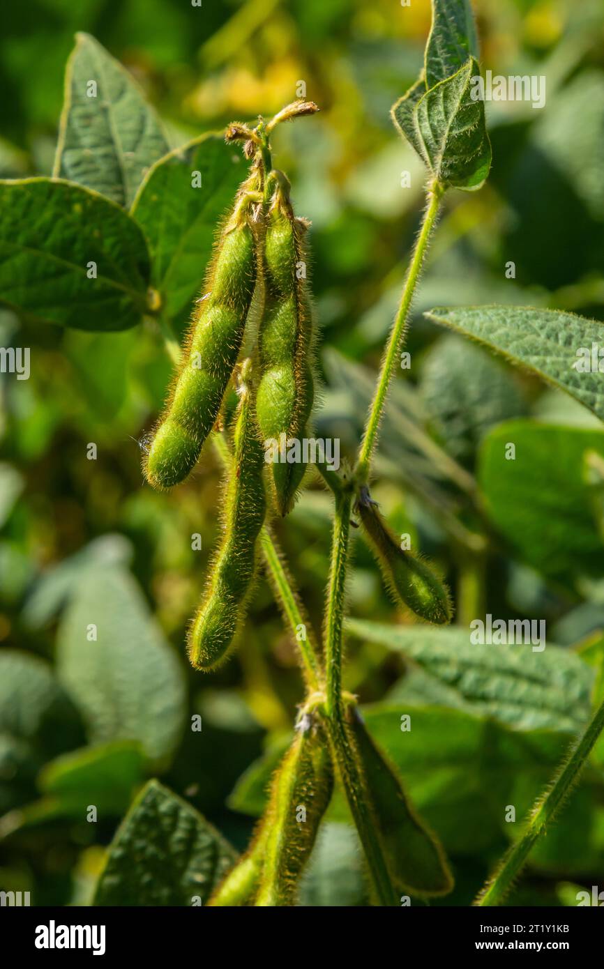 In the middle of the summer on a farm field growing soybeans Stock ...