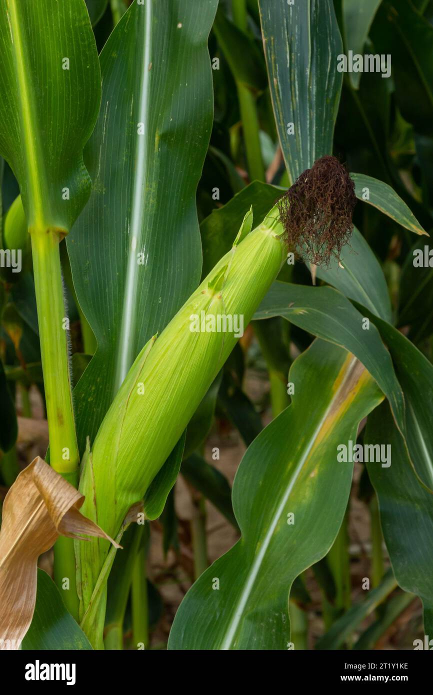 Corn cob in a corn plantation. Main focus is on the corncob. Young and ...