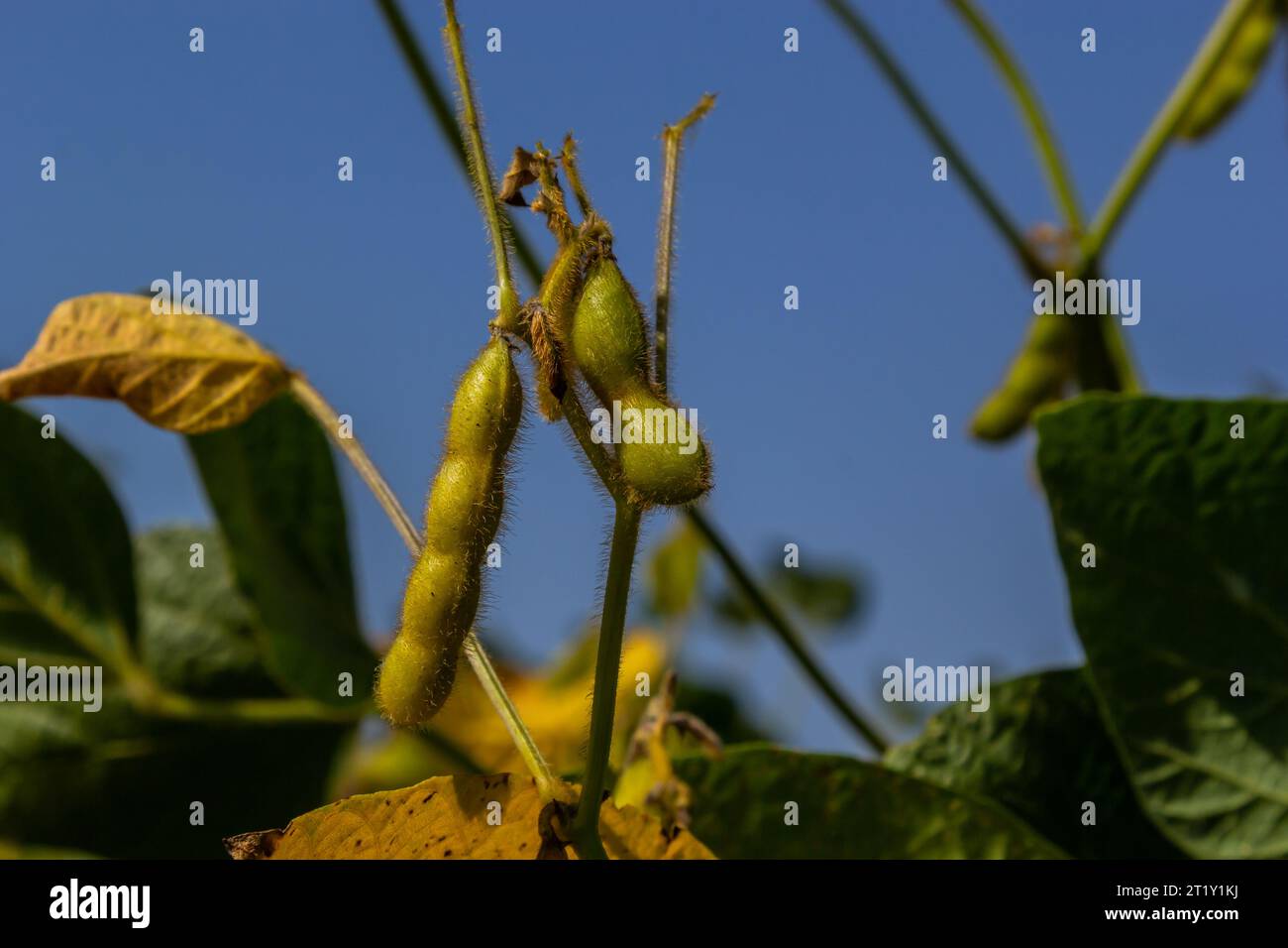 Soybeans pod macro. Harvest of soy beans - agriculture legumes plant ...