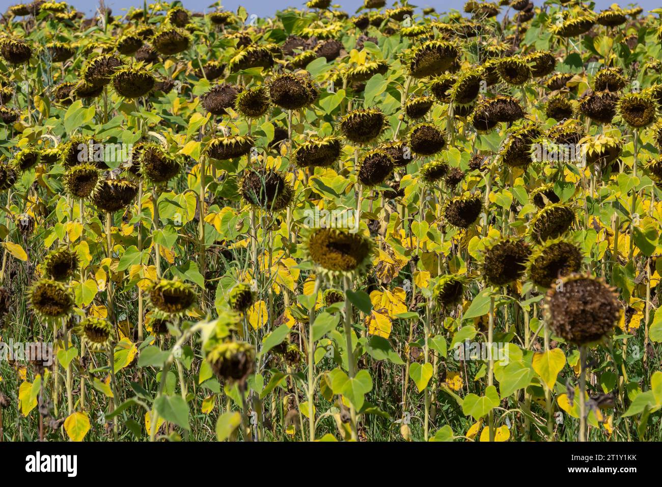 Drooping sunflower hi-res stock photography and images - Alamy
