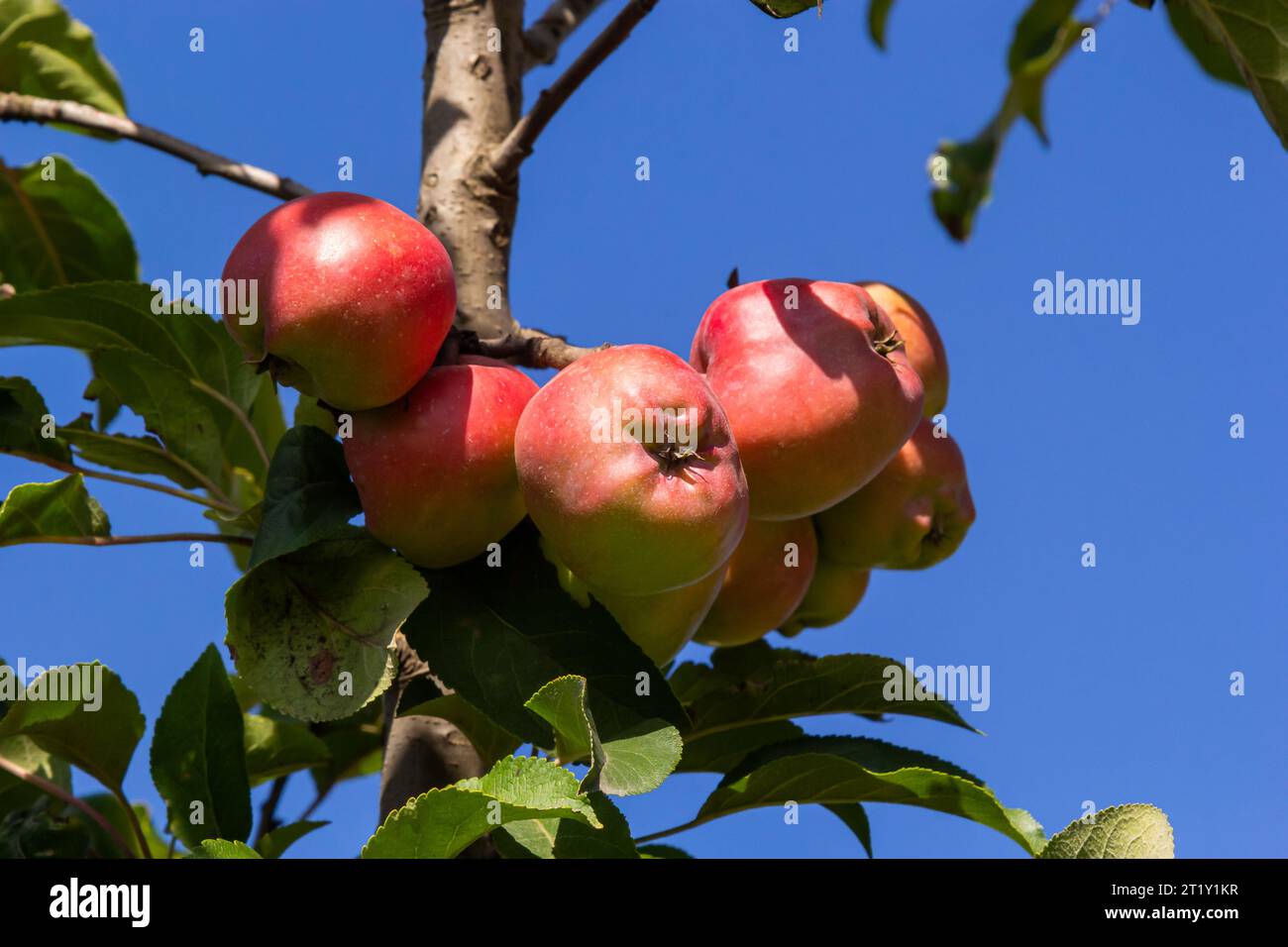 Organic apples. Fruit without chemical spraying. Orchard Stock Photo ...