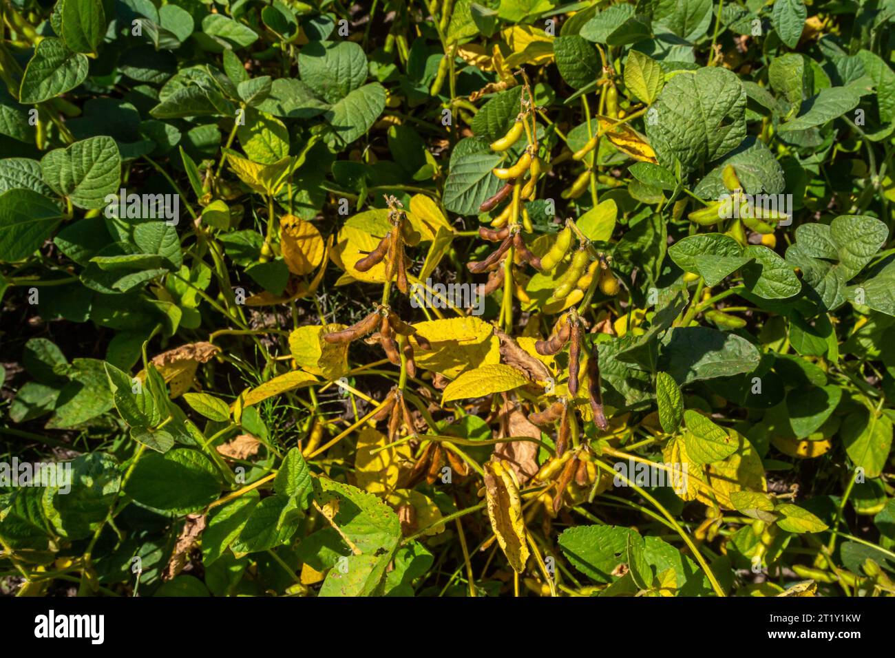 Soybeans pod macro. Harvest of soy beans - agriculture legumes plant ...