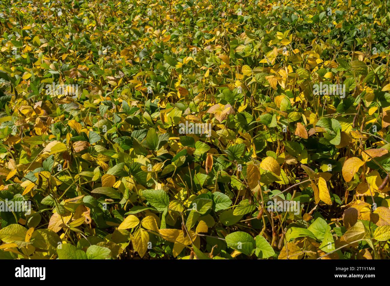 Soybean plantation ready harvested hi-res stock photography and images ...