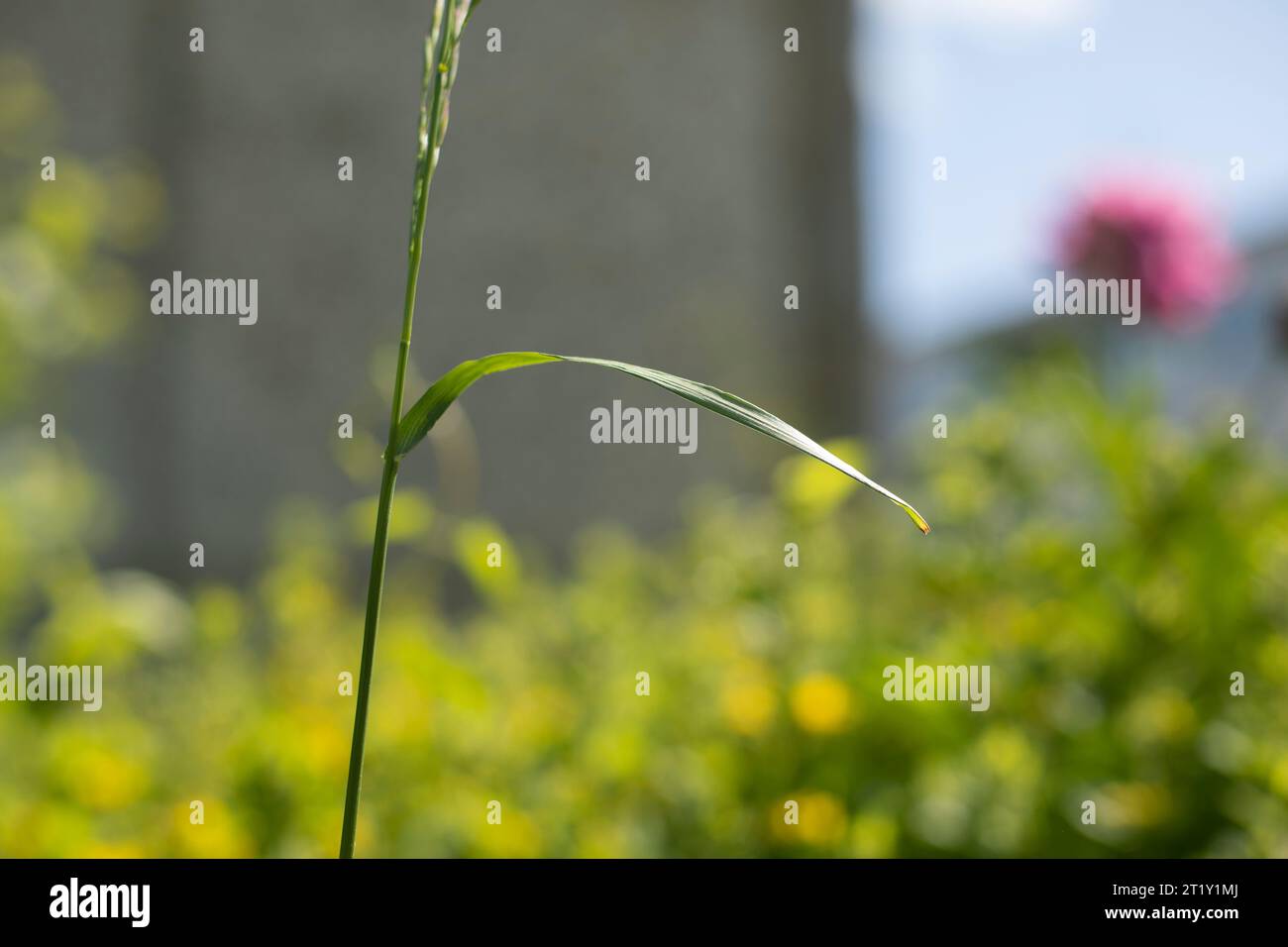 Summer greenery. Natural landscape. Details of summer nature. Plants on ...