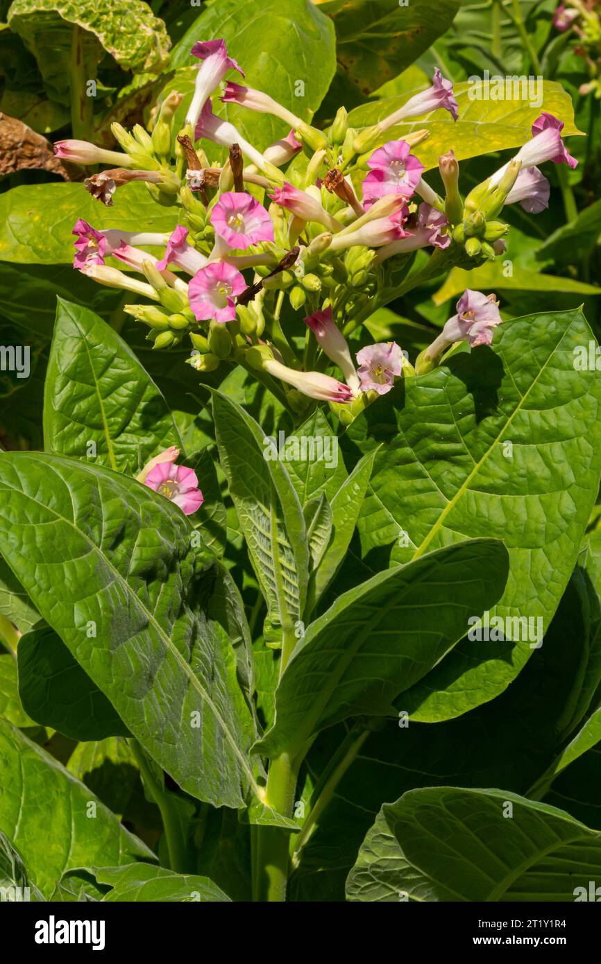 Tobacco Flowers. Tobacco big leaf crops growing in tobacco plantation ...