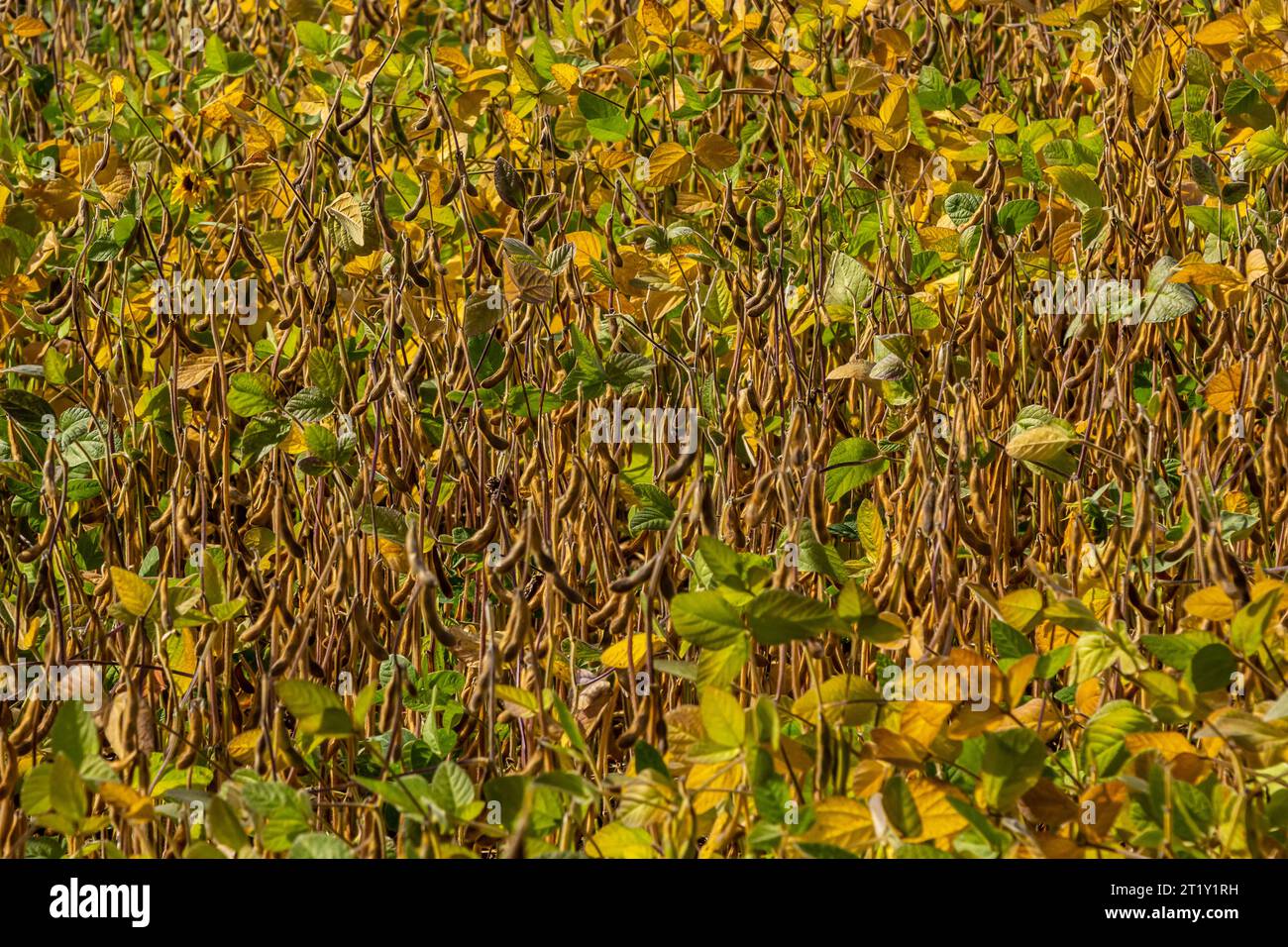 soybean shell in the soybean field. yellow and brown pods. Productivity ...