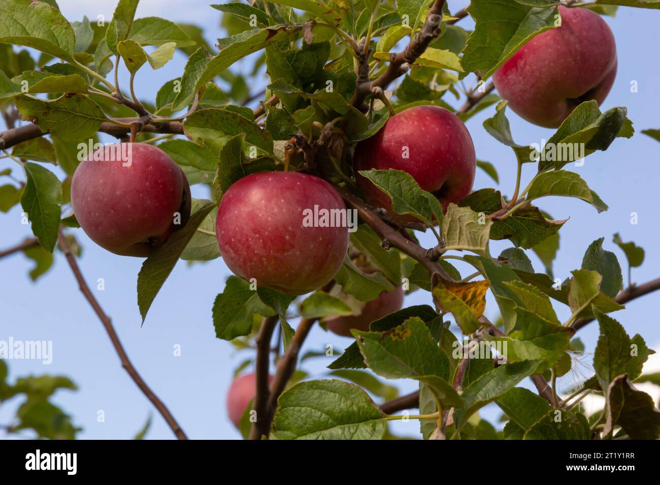 Organic apples. Fruit without chemical spraying. Orchard Stock Photo ...