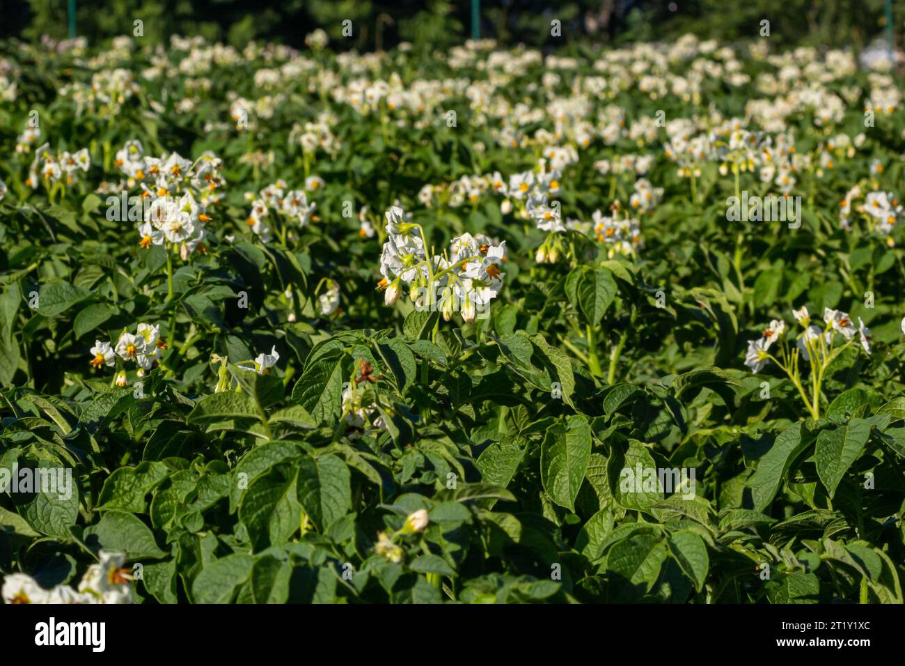 White potato plant flower hi-res stock photography and images - Alamy