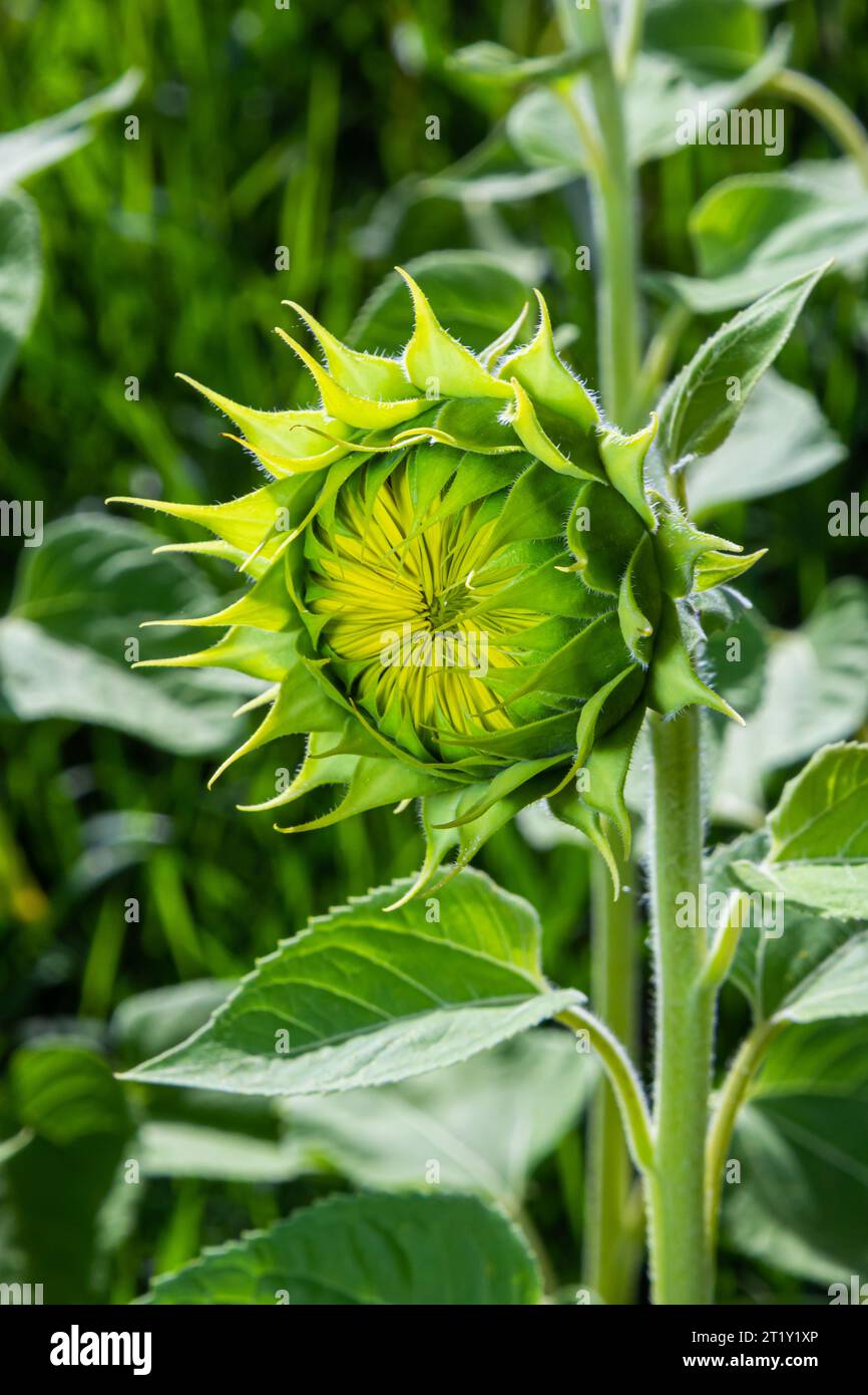 Close up young sunflower the flower is not fully grown in the field and ...