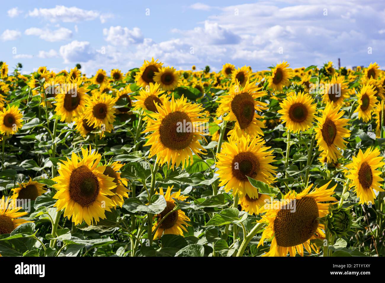 agricultural field with young sunflower at the beginning of flowering ...