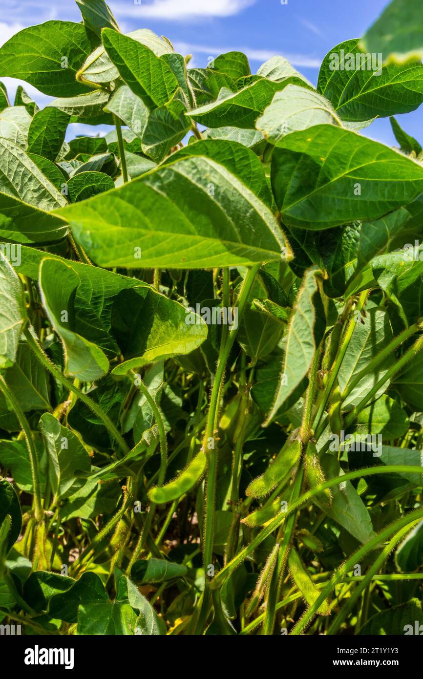 Soy bean plant hi-res stock photography and images - Alamy