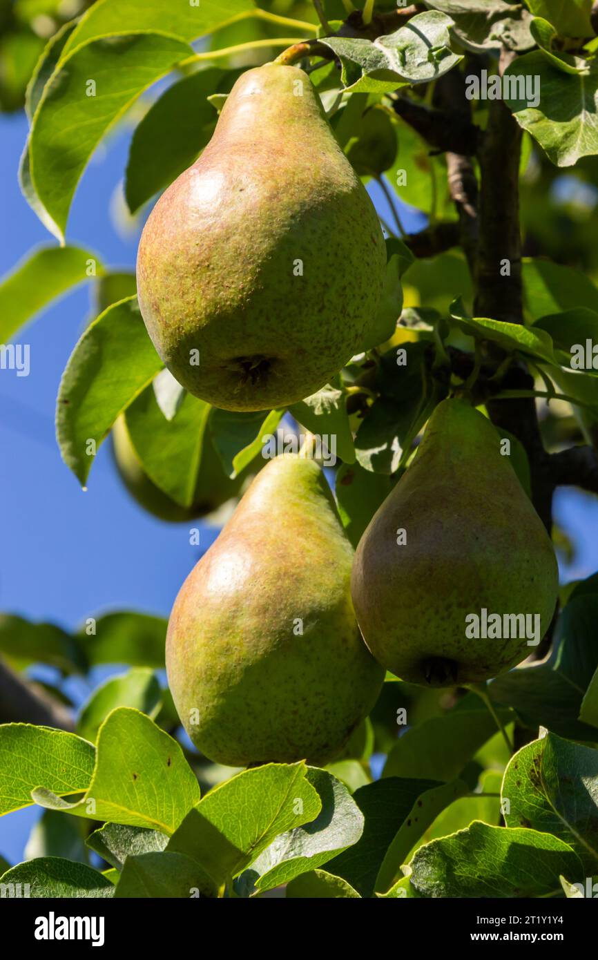 A bunch of pears in the tree. Benefits of pears. Blue sky Background ...