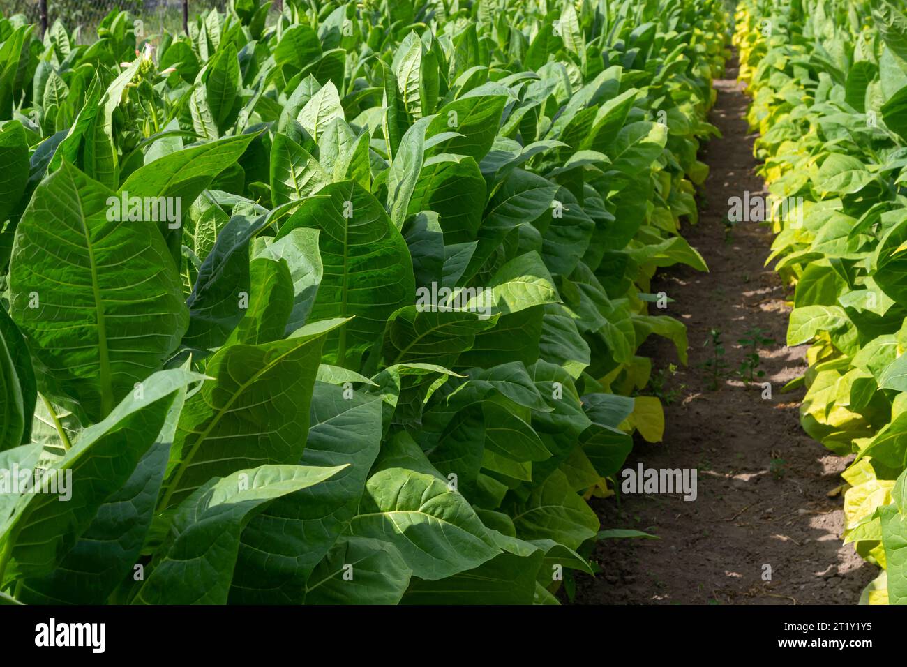 Tobacco big leaf crops growing in tobacco plantation field Stock Photo ...