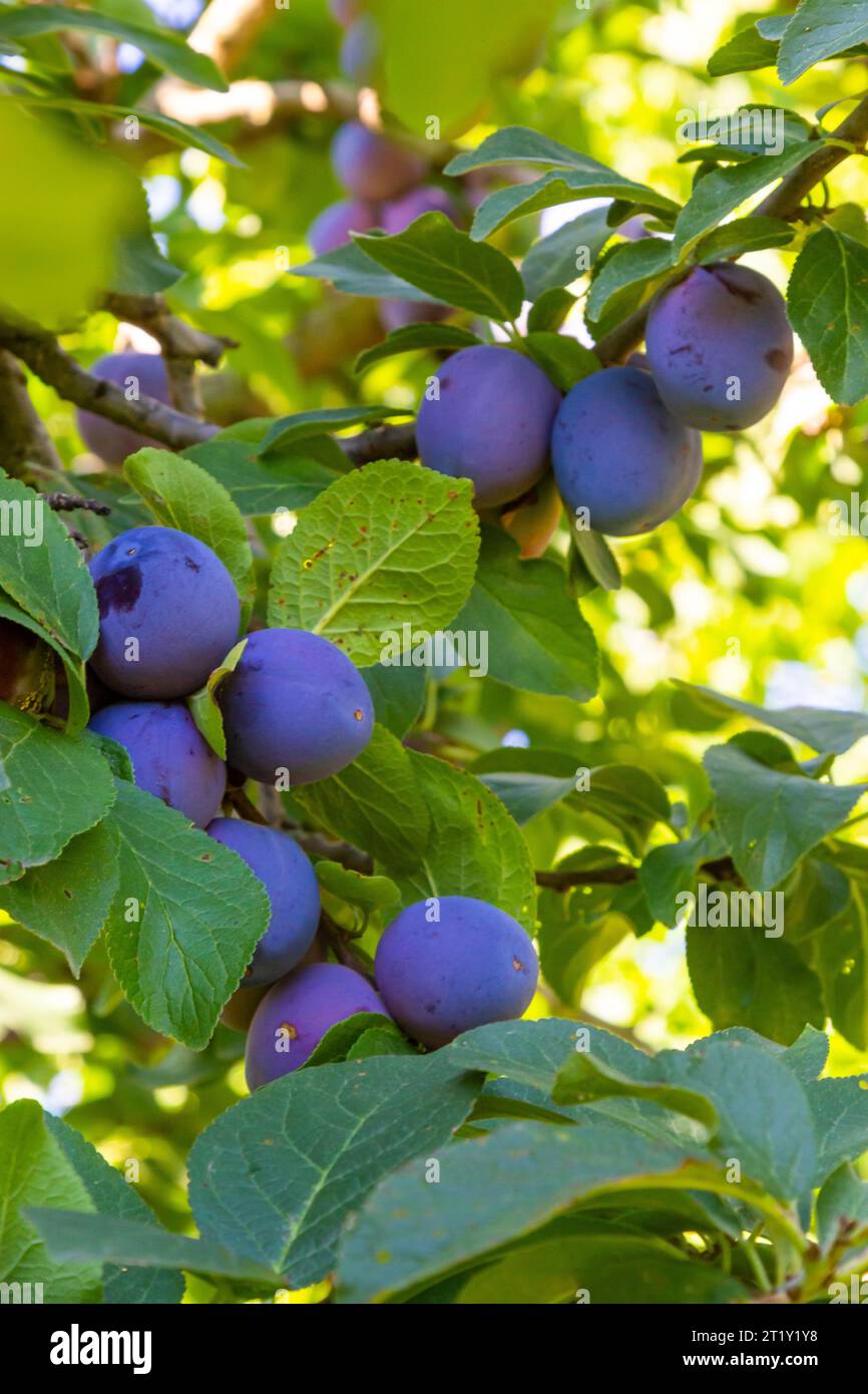 Branches on a italian plum tree heavy with ripe fruit Stock Photo - Alamy