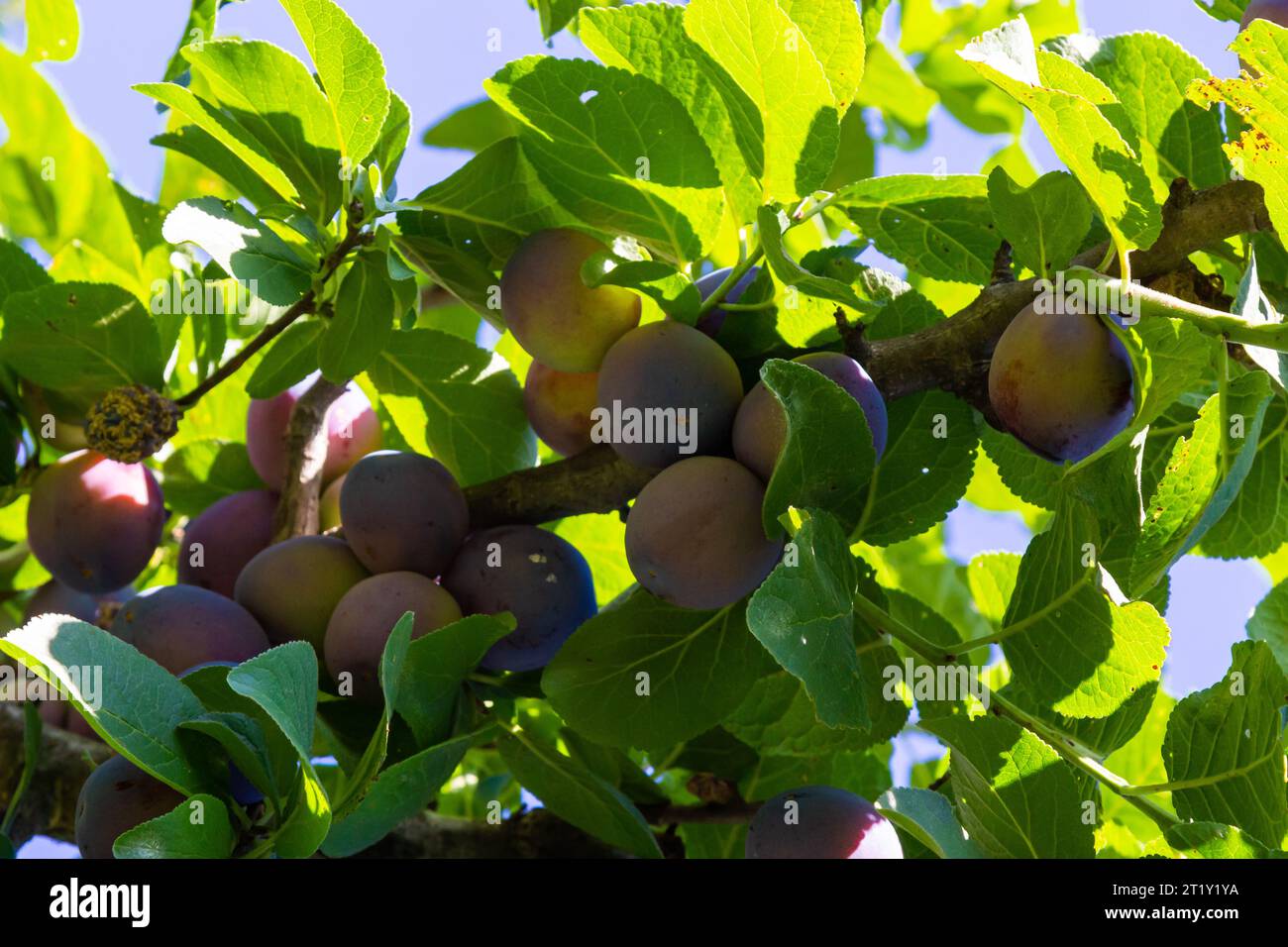 Branches on a italian plum tree heavy with ripe fruit Stock Photo - Alamy