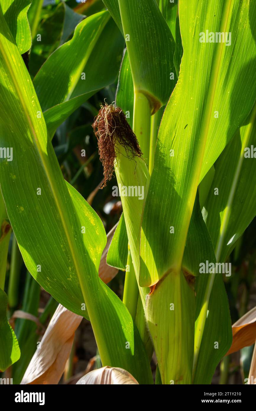 Corn Plantation Food. close up of a corn field in the countryside, many ...