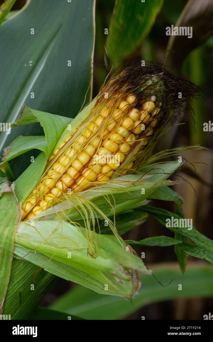 Corn Plantation Food. close up of a corn field in the countryside, many ...