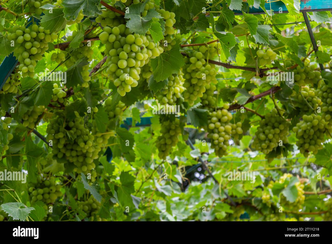 Juicy and tasty big bunches of ripe grapes on plantation bushes Stock ...