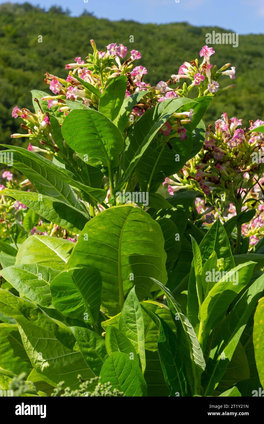 Tobacco Flowers. Tobacco big leaf crops growing in tobacco plantation ...