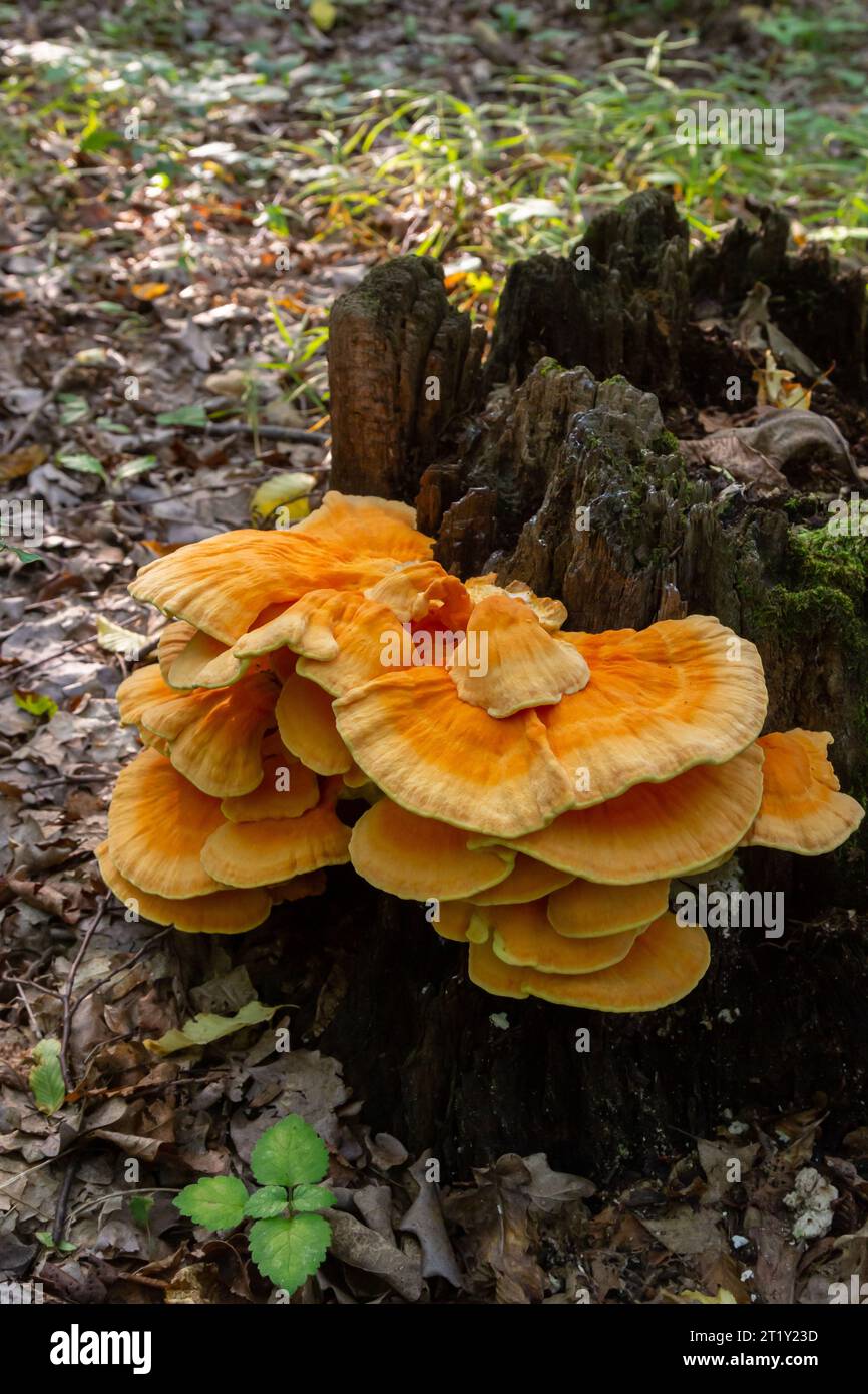 Macro Photography close-up of orange bracket fungus also known as crab ...