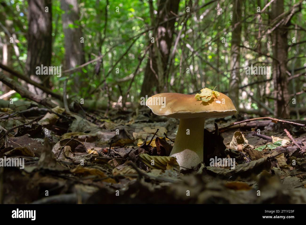 Penny bun fungus Boletus edulis growing in the forest Stock Photo - Alamy